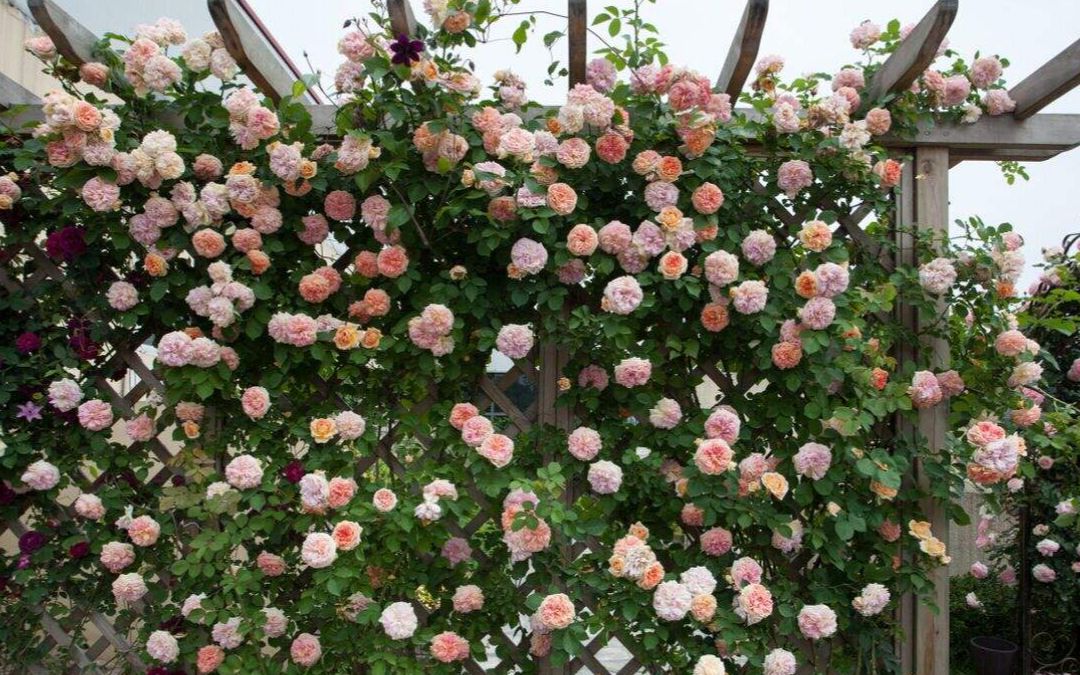 设计做不到原创就去死——花卉纹样的设计方法