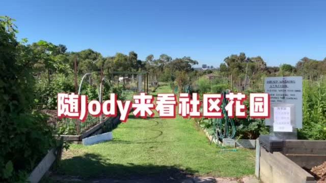 转发一个视频,社区共享菜园子。租一块地种菜,丰收之后