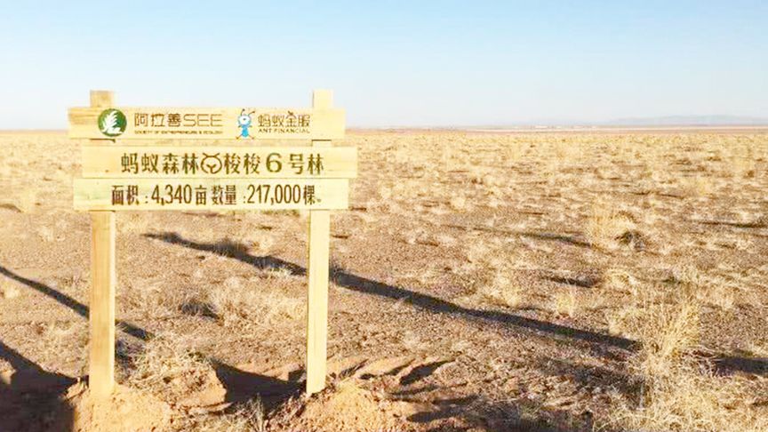 蚂蚁森林已经在沙漠种植了5552万棵树,原来我们也在改变世界