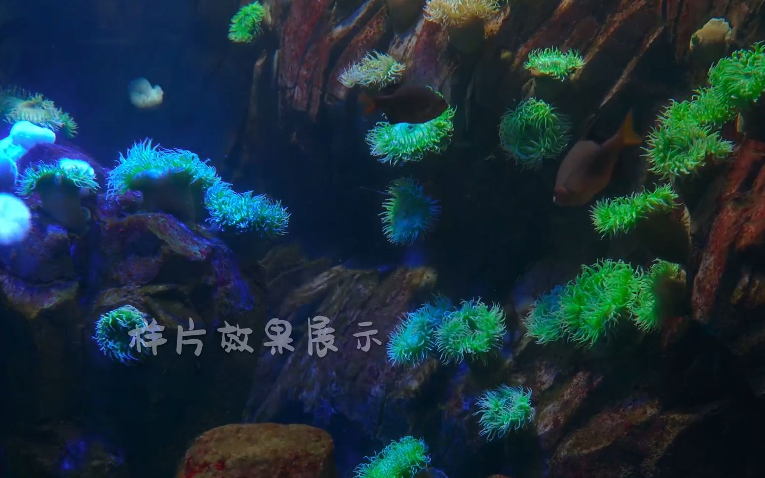 e607 2K超高清画质唯美梦幻可爱儿童卡通海底世界水族馆海洋馆五彩...