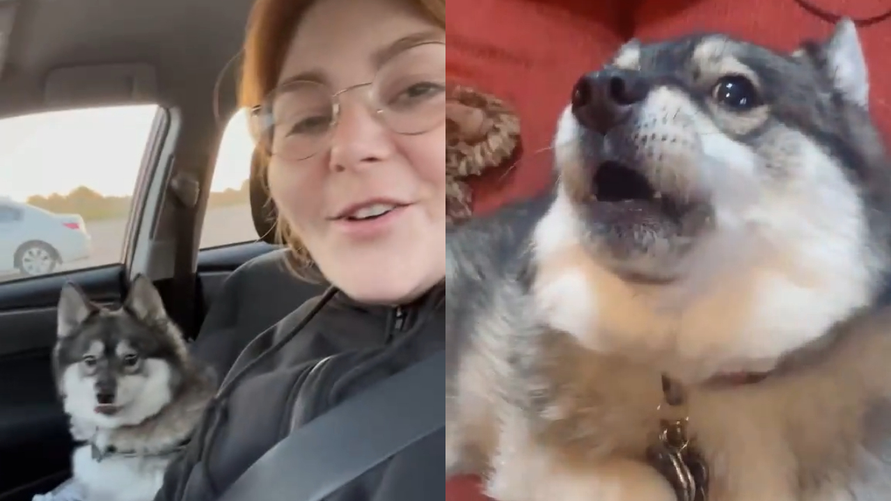 犬界“博士”!哈士奇熟练掌握多门语言,模仿小动物叫声活灵活现