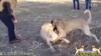 土耳其坎高犬打斗比赛精彩