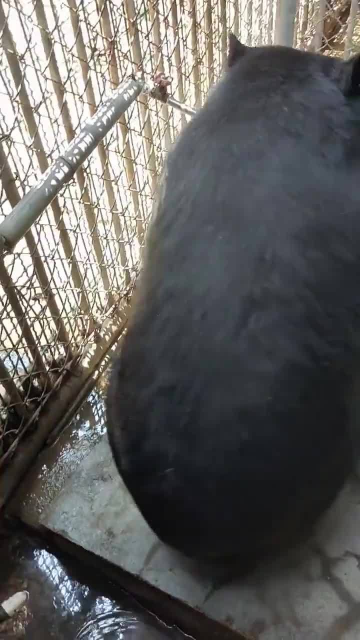 危险动作请勿模仿#神奇动物在 #动物园