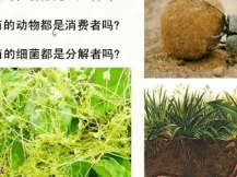 (汉水丑生一轮复习)生态系统的结构