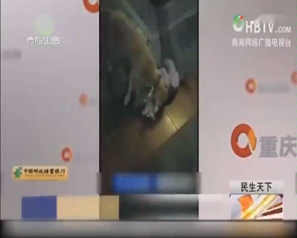 烈性比特犬咬死一只猫,牵狗男子还拍摄下视频:弄死它!