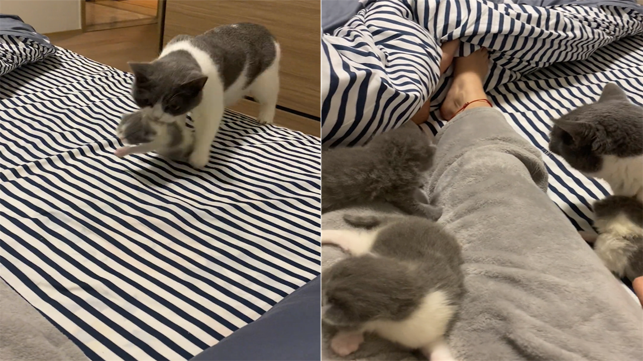 萌翻!猫妈妈连叼3只小猫放进主人被窝,网友:现在流行姥姥带娃