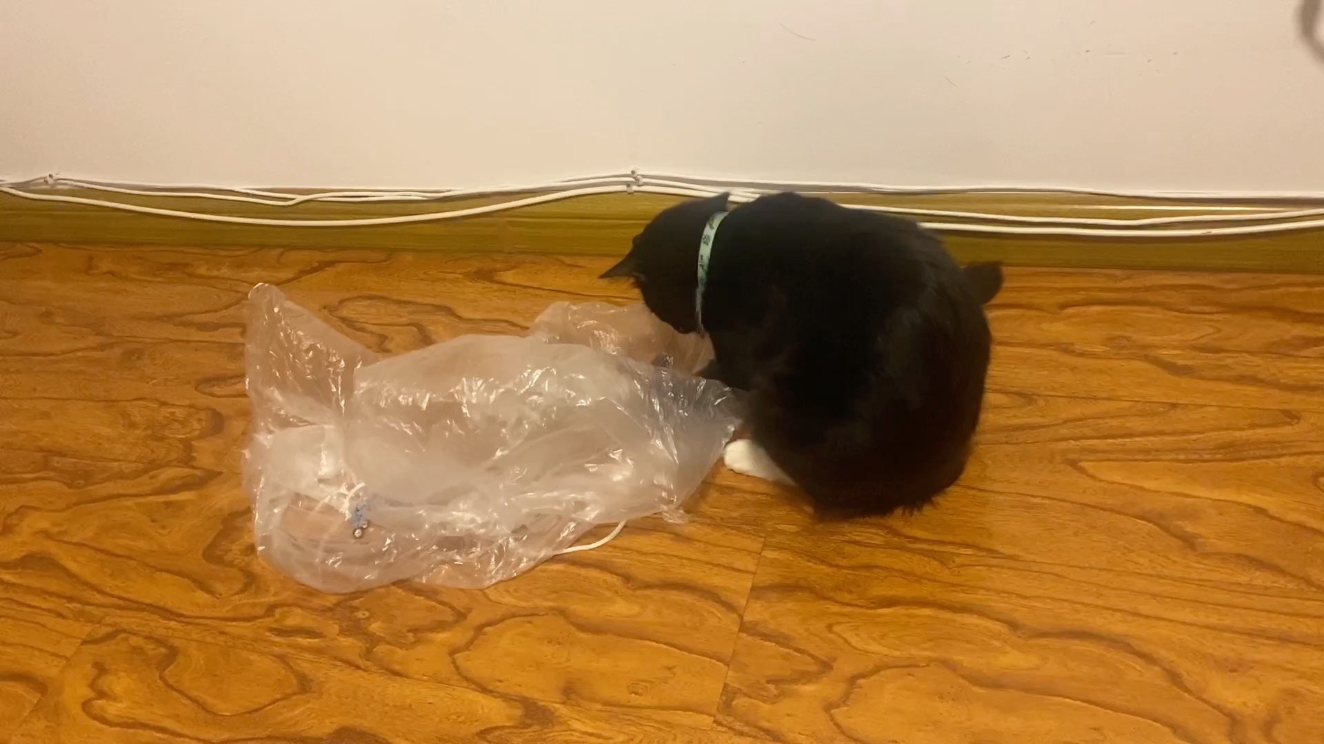 逗猫棒和塑料袋更配哦