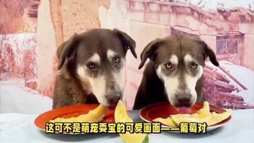 葡萄是狗狗的隐形杀手?中毒症状与急救全解析