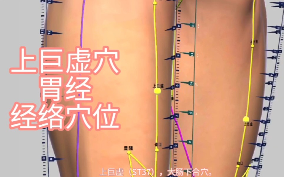上巨虚穴_胃经_经络穴位