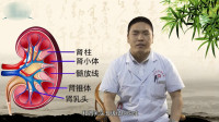 肾脏的组织结构是什么样的?