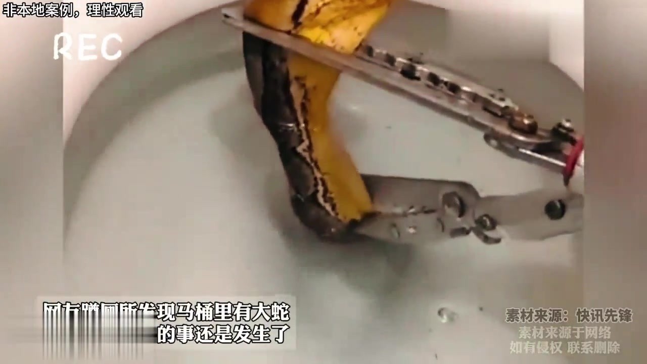 网友蹲厕所发现马桶有蛇对峙几分钟后赶紧叫人来抓画面十分惊险