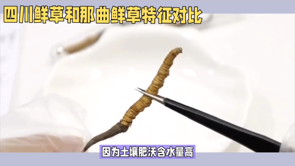 四川鲜草和那曲鲜草的特征对比