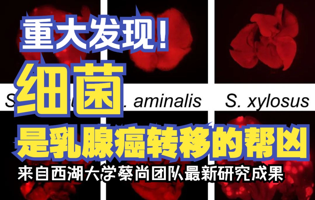 重大发现!细菌是乳腺癌转移的重要帮凶!西湖大学蔡尚课题组最新科研...