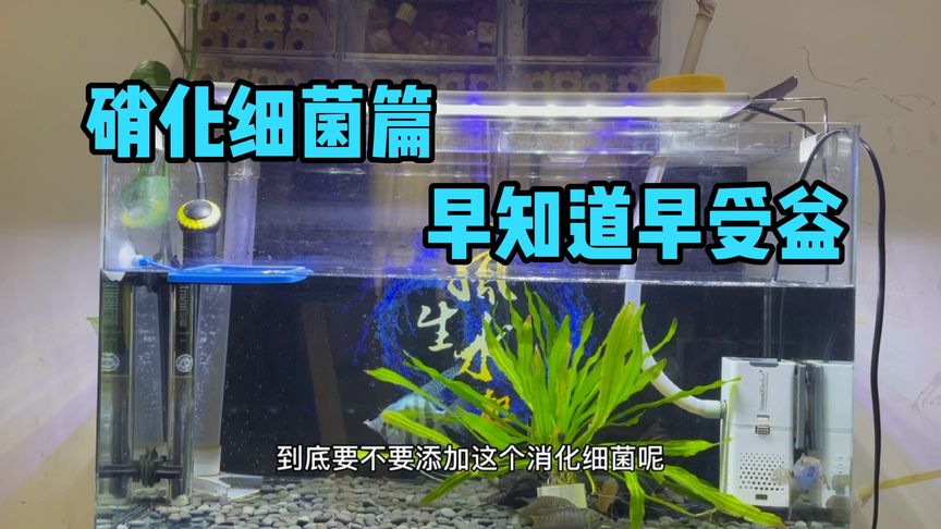 鱼缸里最神秘的组织—硝化细菌,快速建立小技巧