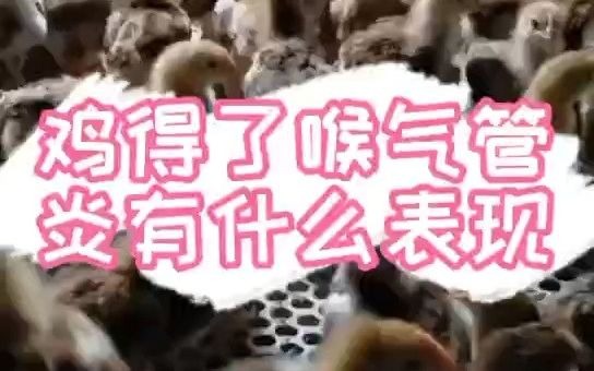 鸡得了喉气管炎有什么表现 鸡传染性喉气管炎怎么治疗 鸡传染性喉...