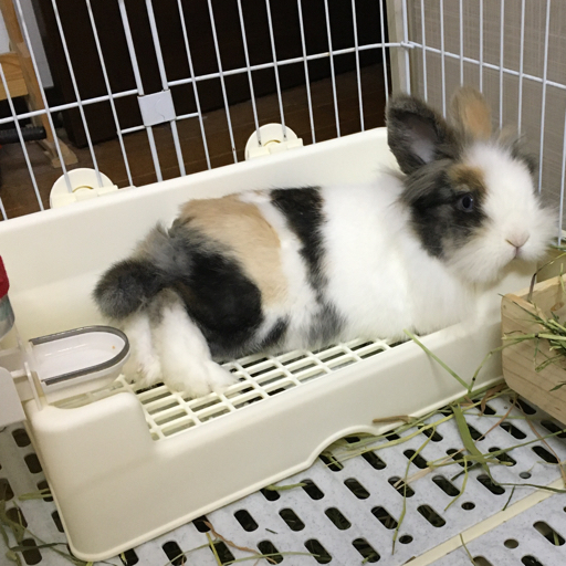 三花兔兔香瓜子 
