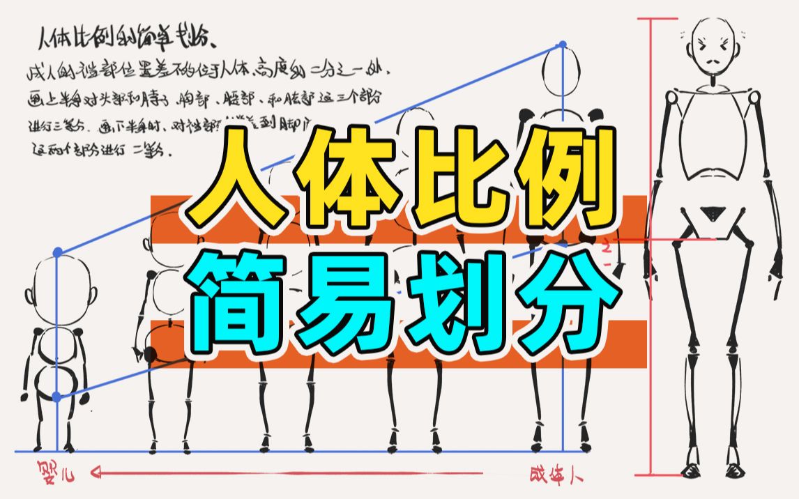 人体比例简易划分方式 & 不同年龄人体比例