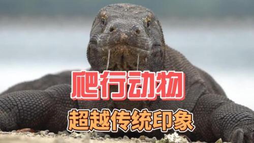 爬行动物:揭秘被误解的古老居民,超越传统印象!