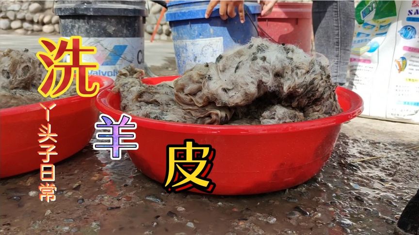 洗羊皮?变废为宝,丫头将草原上别人不要的羊皮清洗过后大有用处