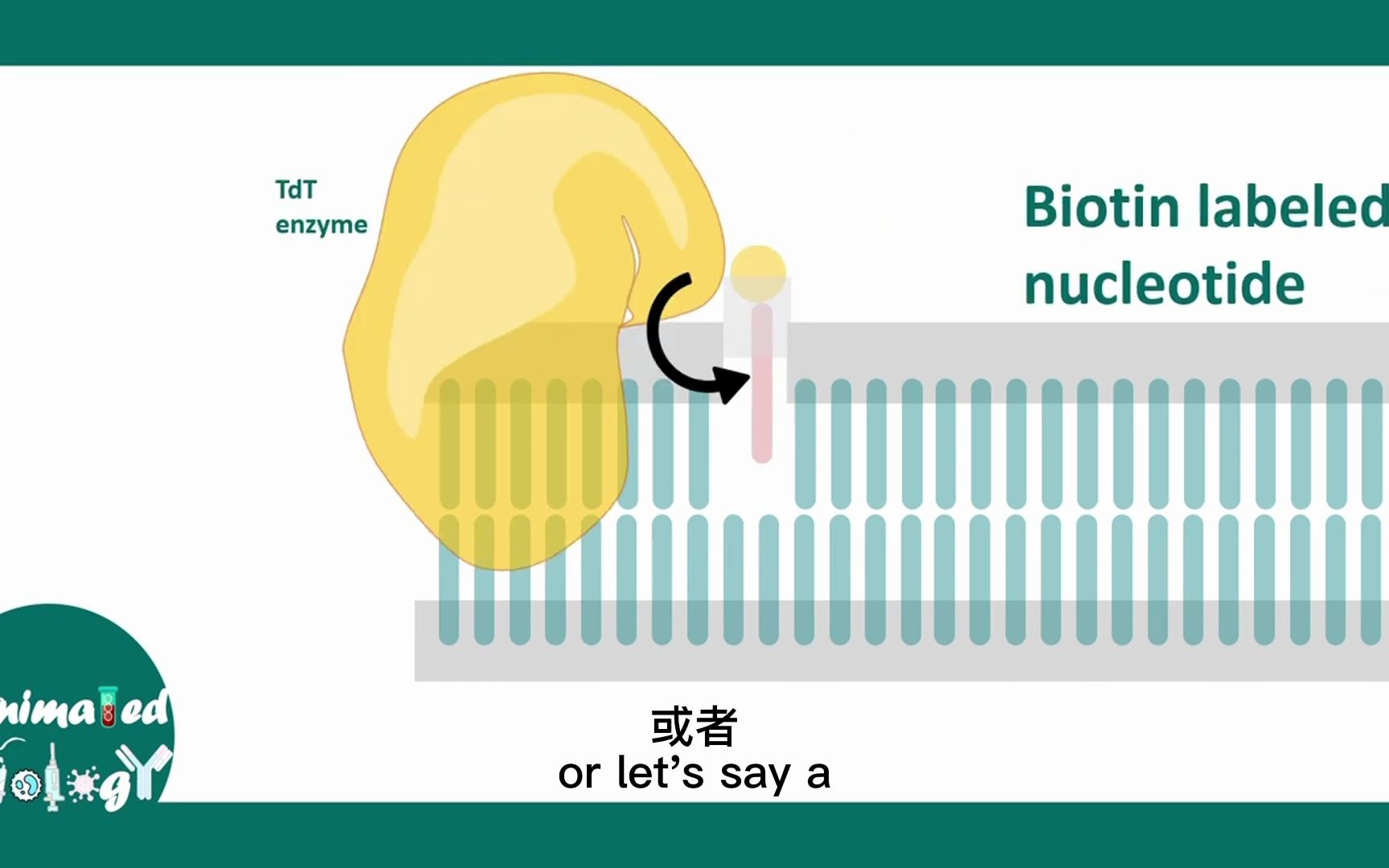 细胞凋亡的实时荧光观察方法TUNEL