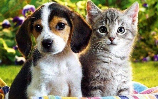 【公开课】宠物饲养【犬】【猫】