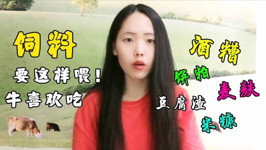 养牛饲料喂多少?麦麸最多占精料的15%,喂多双重损失!