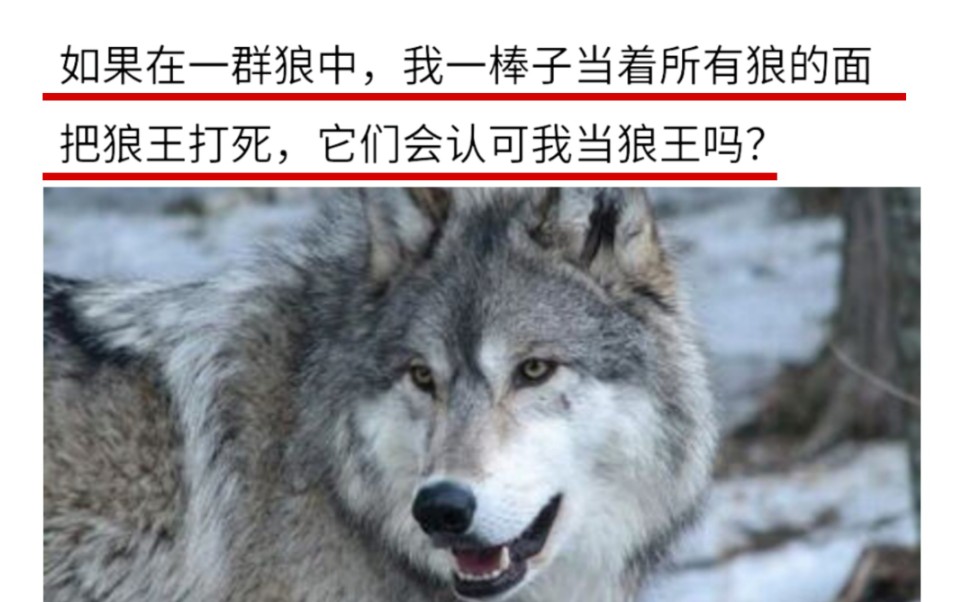 如果在狼群中我把狼王打死,它们会认可我当狼王吗?