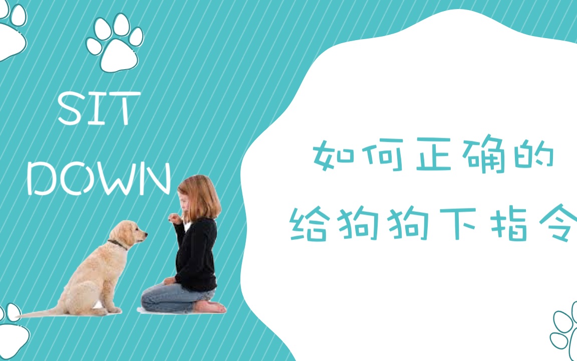 如何正确的给狗狗下指令?以及响片和手势介绍