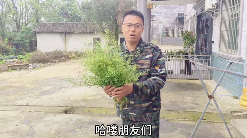 南方3月3地菜煮鸡蛋,吃了石头都能踩得烂,到底有没有科学道理呢