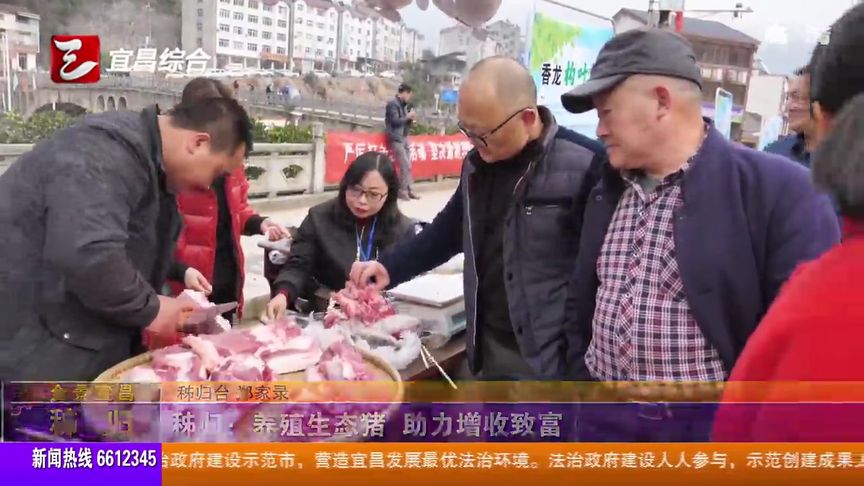 秭归:养殖生态猪 助力增收致富