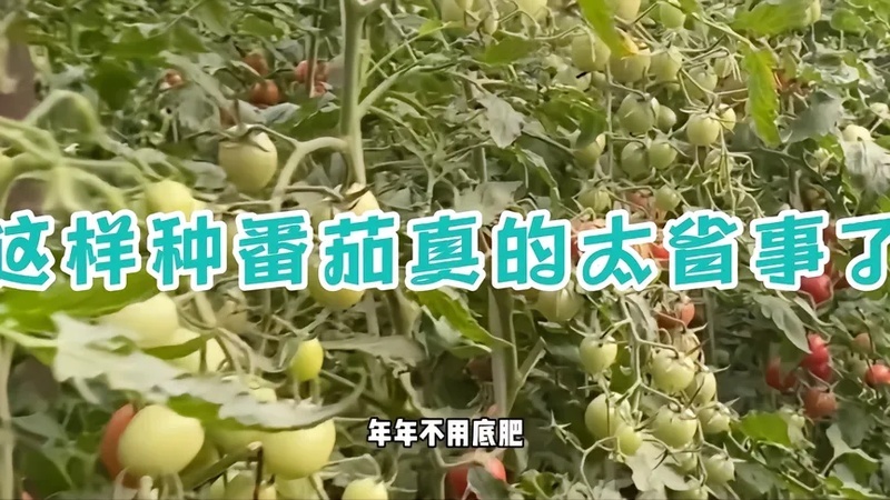 这样种番茄,不翻地,不用底肥,成本低,产量高,真的太省事了