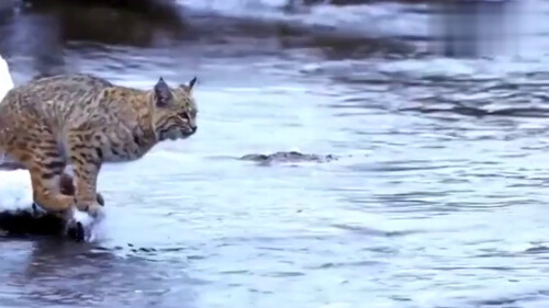 据说猫在跳跃之前,都是经过计算的,怪不的每次都特别准!