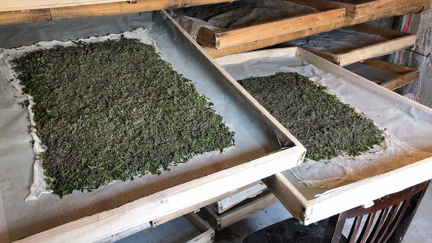 农村是如何养蚕的？养蚕又有哪些小技巧？看完视频又长知识了