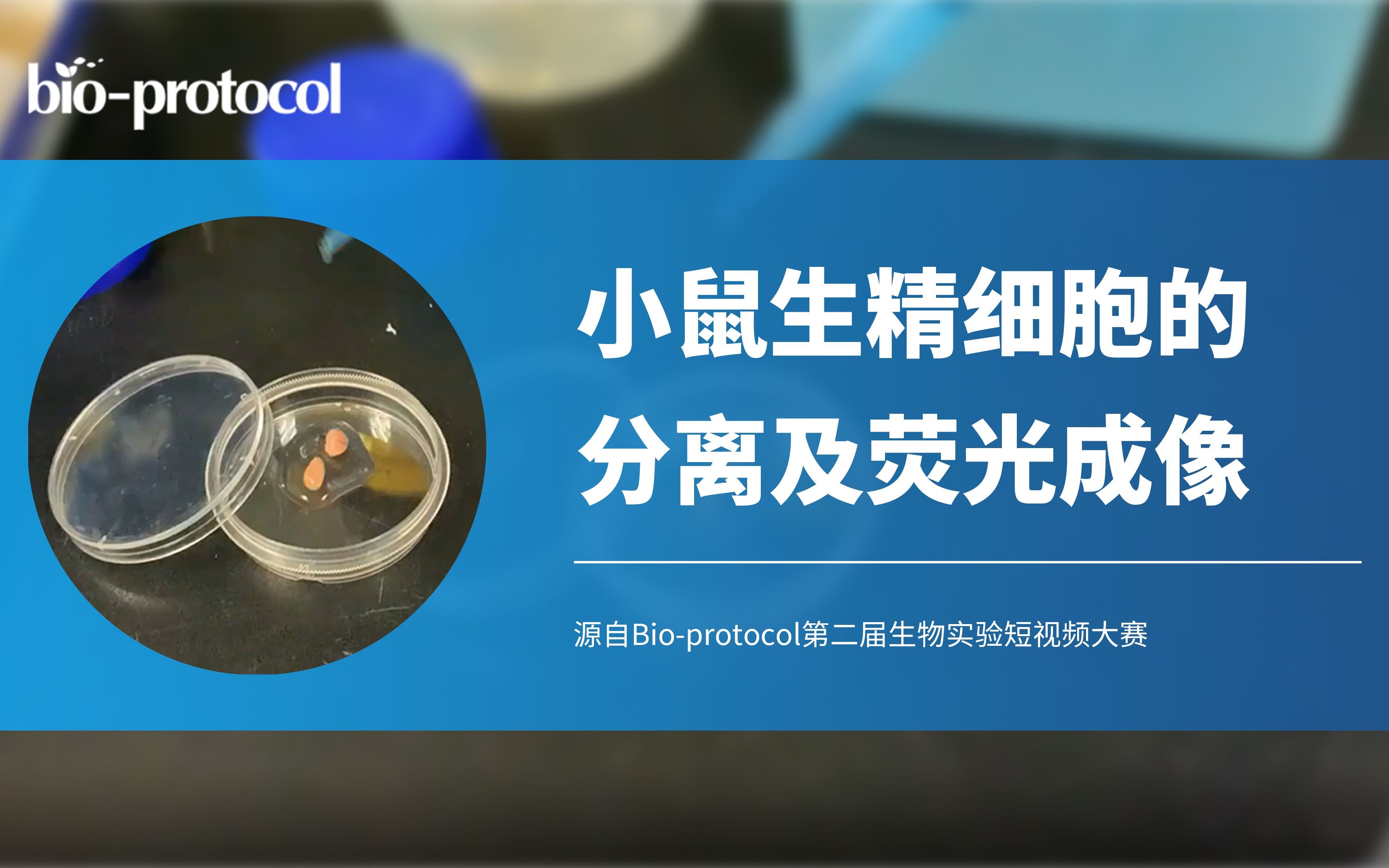 【Bio-protocol】小鼠生精细胞的分离及荧光成像