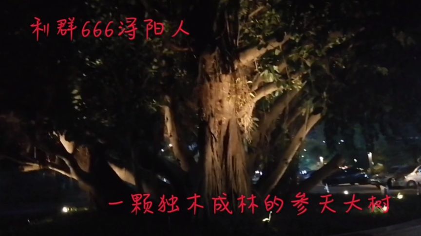 好大一棵树,独木也可以成林