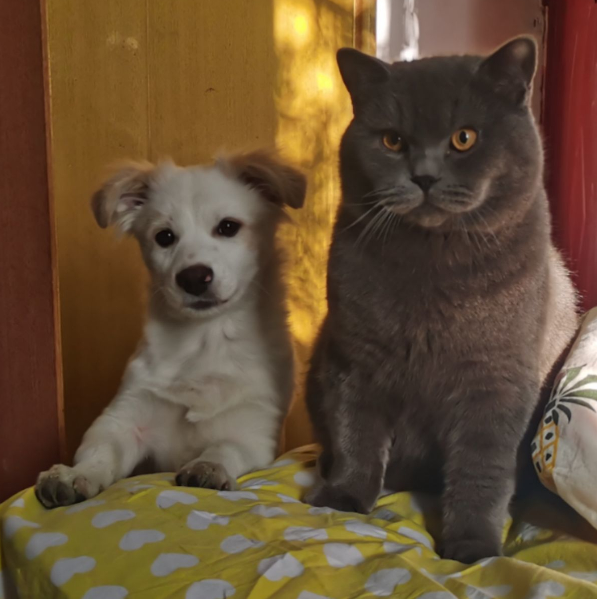 我也想做个人啊 