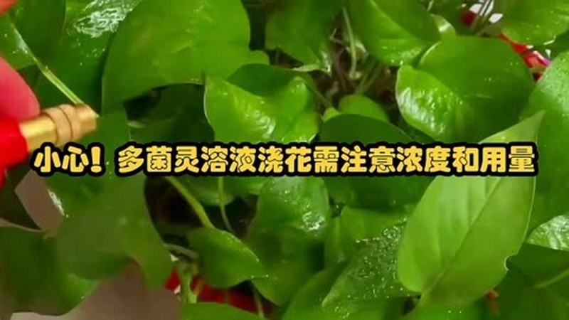 小心!多菌灵溶液浇花需注意浓度和用量