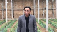 大棚番茄高产种植缓苗后管理有机蔬菜西红柿种植技术番茄病害防治