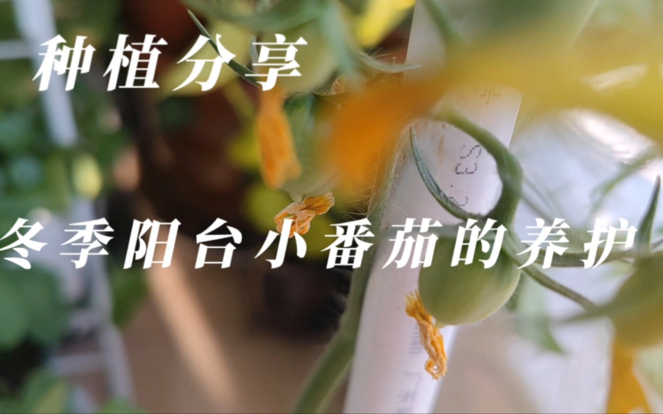 冬季阳台种植小番茄这三点要注意,不然只开花不结果!