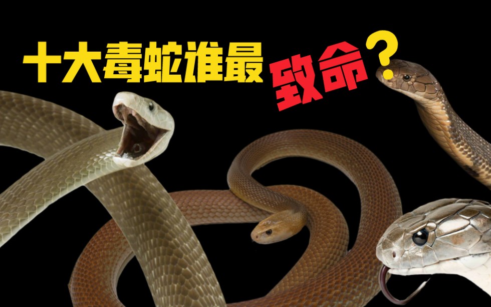 世界上十大致命毒蛇,最厉害的一滴毒液能干掉1000人?