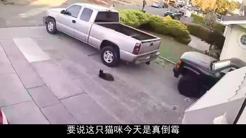 两只恶犬当街撕咬猫咪,疯狂场面令人胆寒!