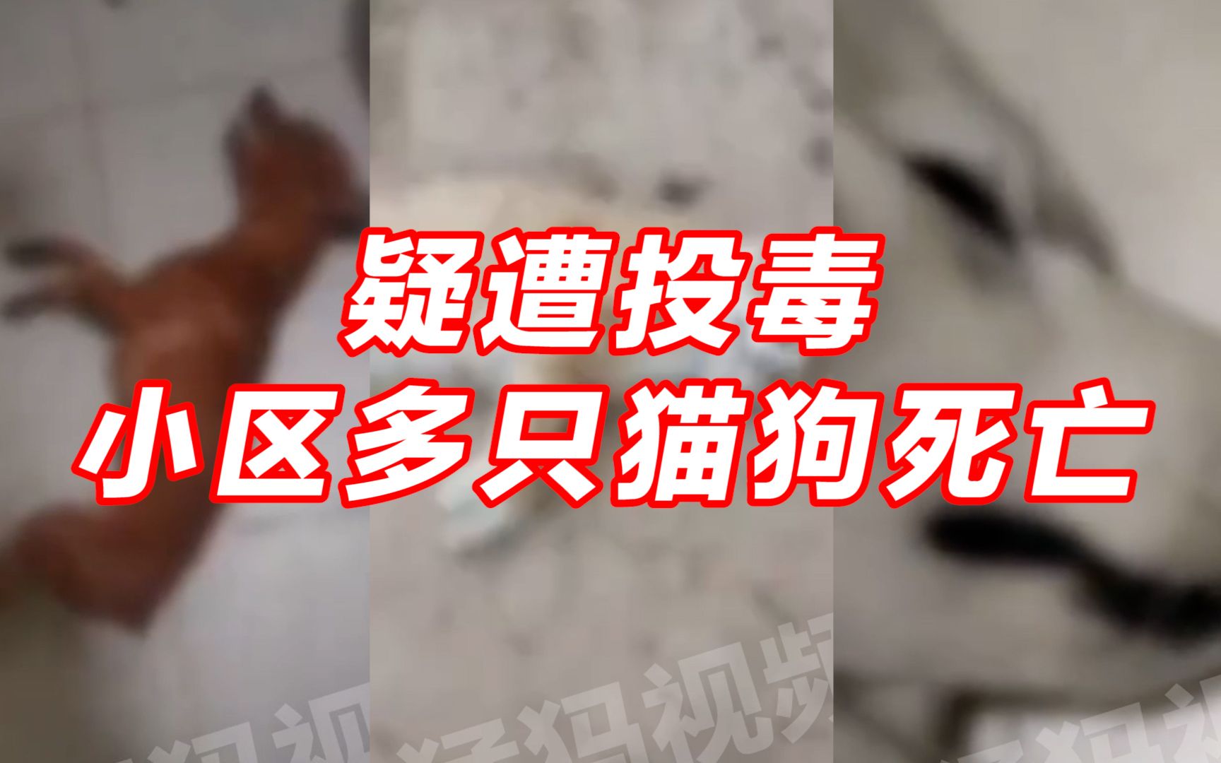 石家庄一小区20条狗10多只流浪猫离奇死亡:疑被恶意投毒