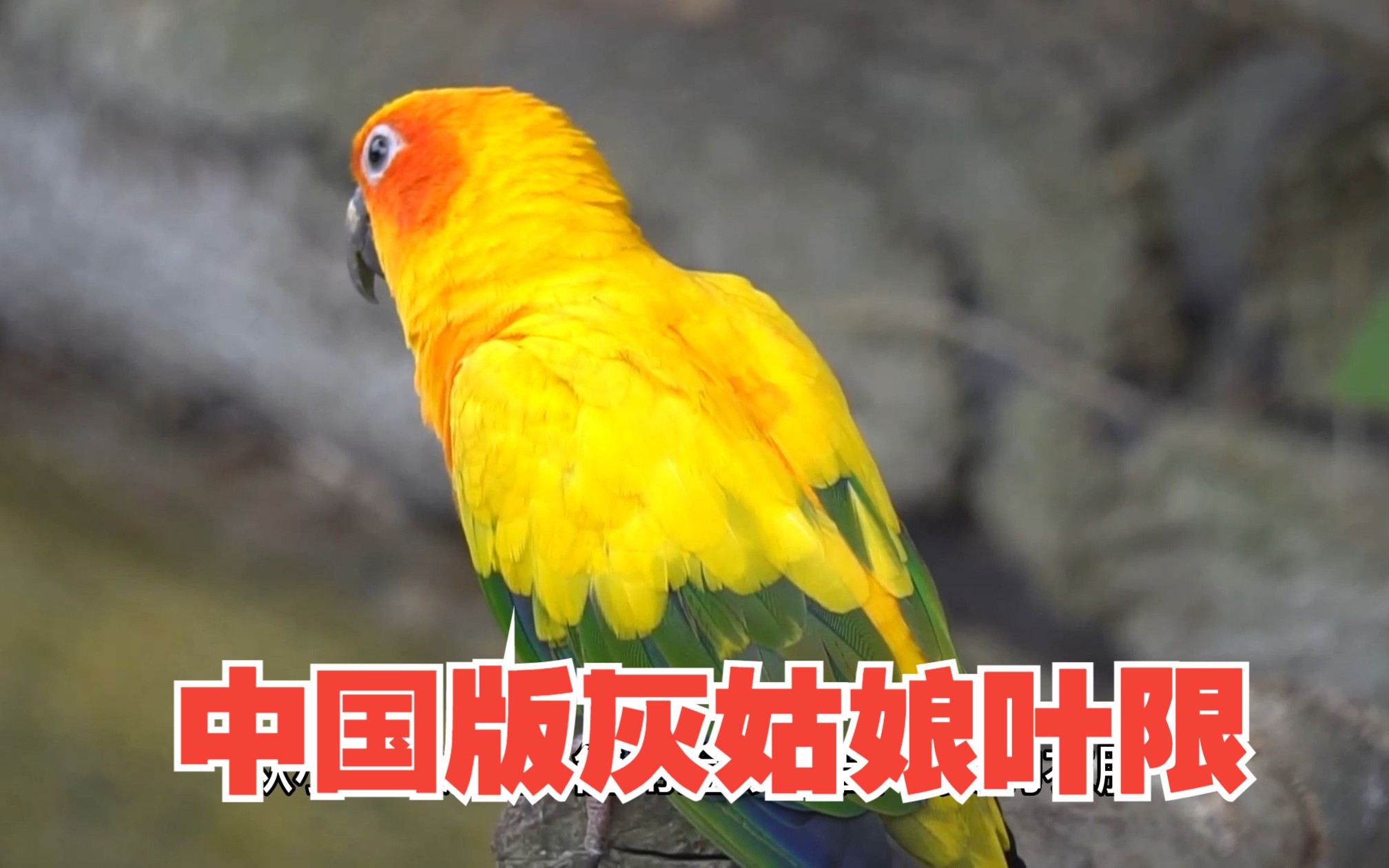 中国版灰姑娘-叶限