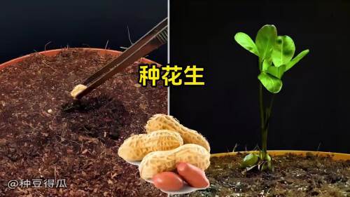 自己在家怎么种花生花生180的生长历程