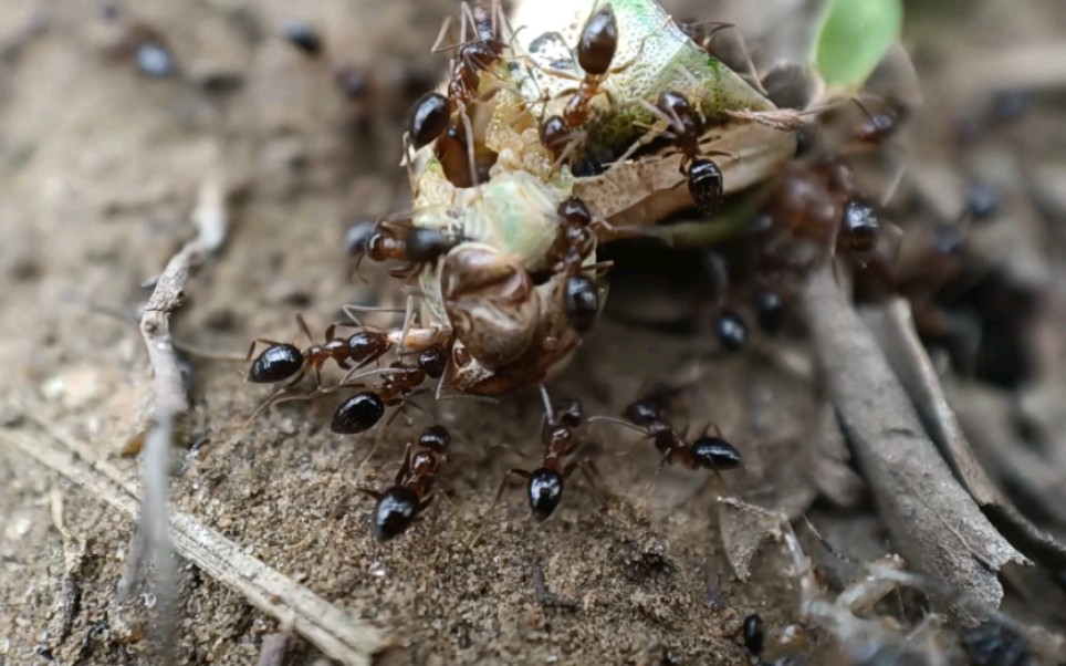 某种尼氏蚁(Nylanderia sp),挺常见的品种