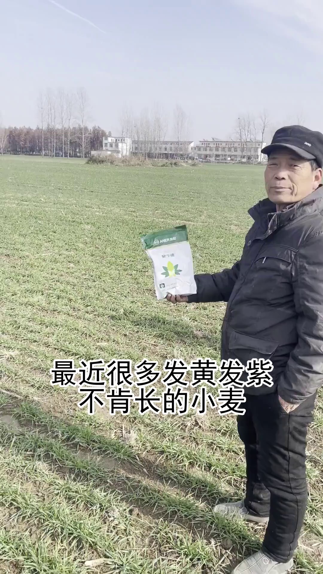 根系不好的小麦能不能撒尿素
