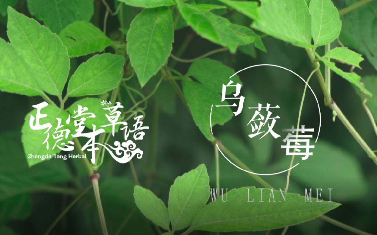 【乌蔹莓】教你如何辨别乌蔹莓与绞股蓝