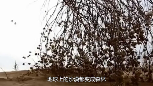 世界上的沙漠都变成森林,会有什么后果?恐怕看完你都不会信!