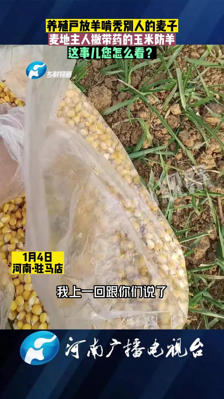 ...河南驻马店 农户防止羊群进入地里吃麦苗,在麦地里撒带药的玉米,这...