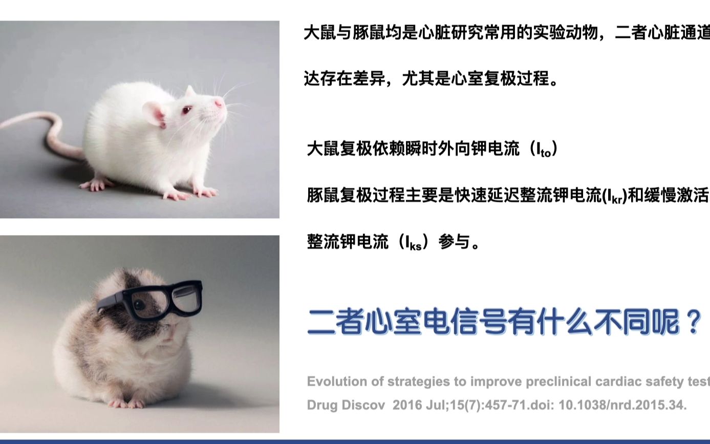 大鼠与豚鼠的电生理信号有什么不同呢?
